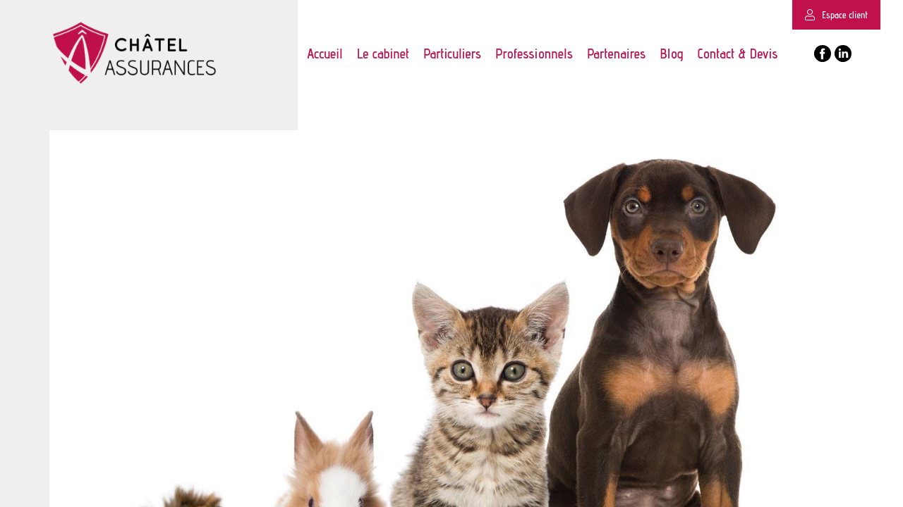 Allégez vos dépenses de vétérinaires avec les mutuelles santé animal